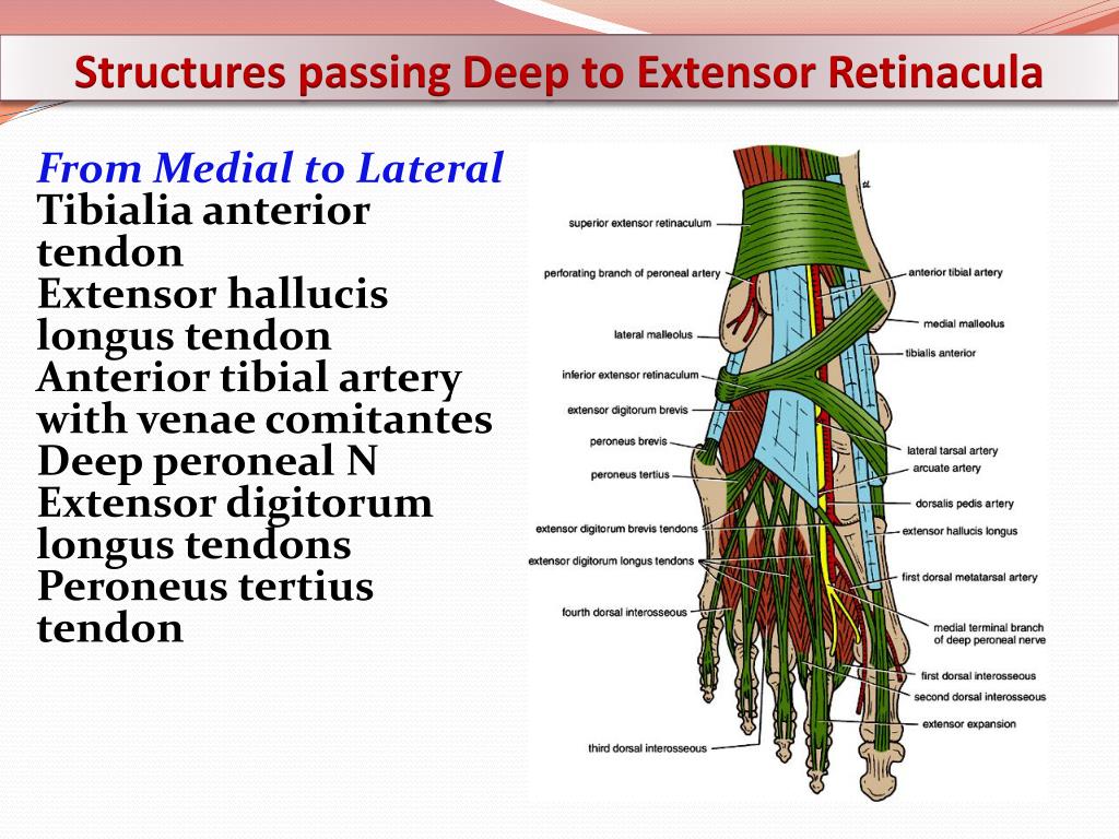PPT - Anterior, Lateral Compartments of the Leg & Dorsum of the Foot ...