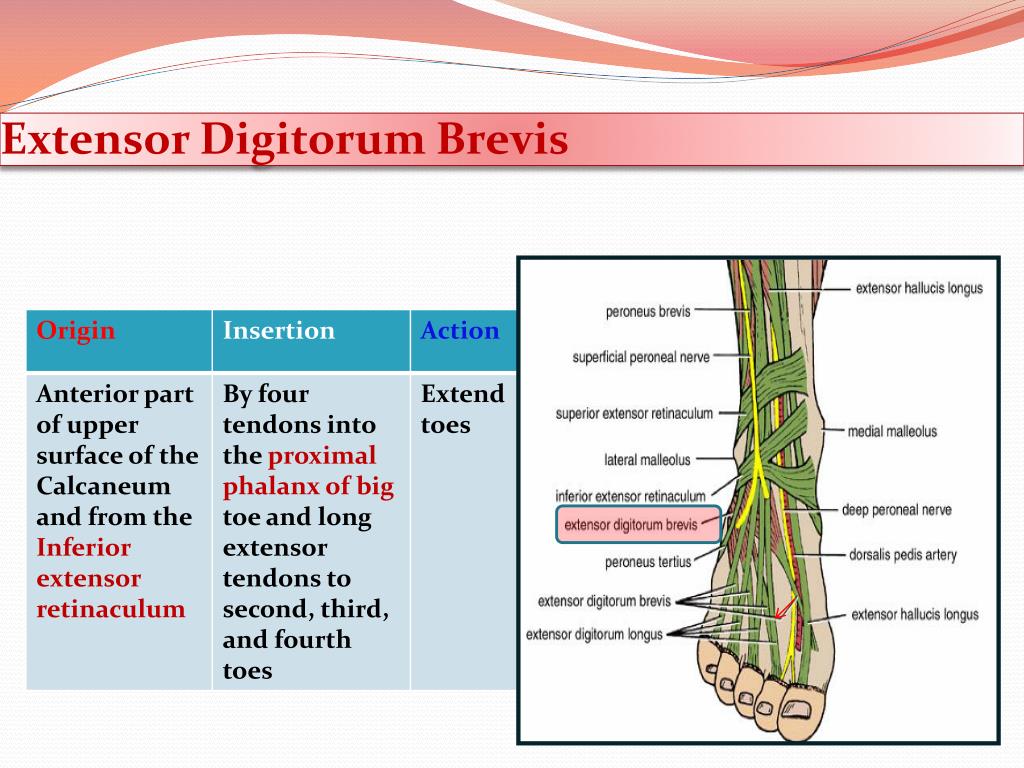 PPT - ANTERIOR, LATERAL COMPARTMENTS OF THE LEG & DORSUM OF THE FOOT ...