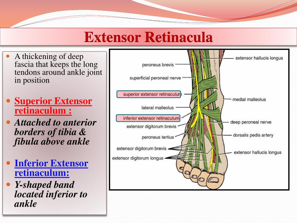 PPT - ANTERIOR, LATERAL COMPARTMENTS OF THE LEG & DORSUM OF THE FOOT ...