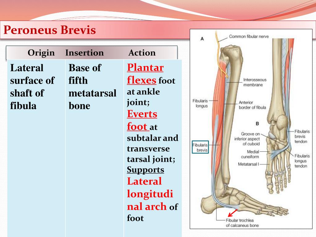 PPT - ANTERIOR, LATERAL COMPARTMENTS OF THE LEG & DORSUM OF THE FOOT ...