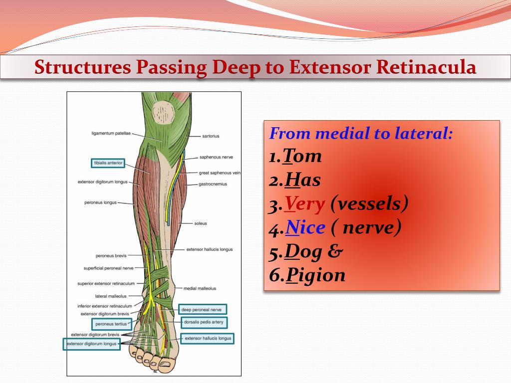 PPT - ANTERIOR, LATERAL COMPARTMENTS OF THE LEG & DORSUM OF THE FOOT ...