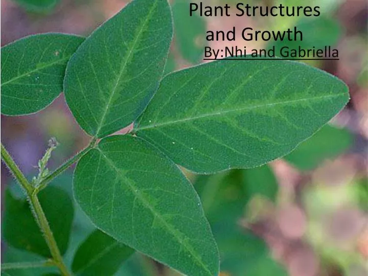 PPT - Plant Structures and Growth PowerPoint Presentation, free ...