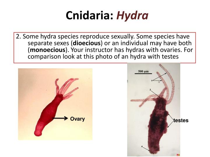 PPT - Filo Cnidaria PowerPoint Presentation - ID:1935274