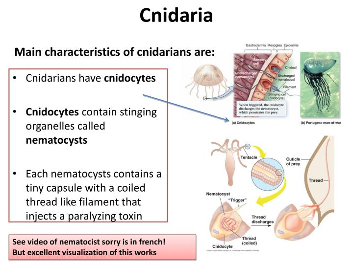PPT - Filo Cnidaria PowerPoint Presentation - ID:1935274