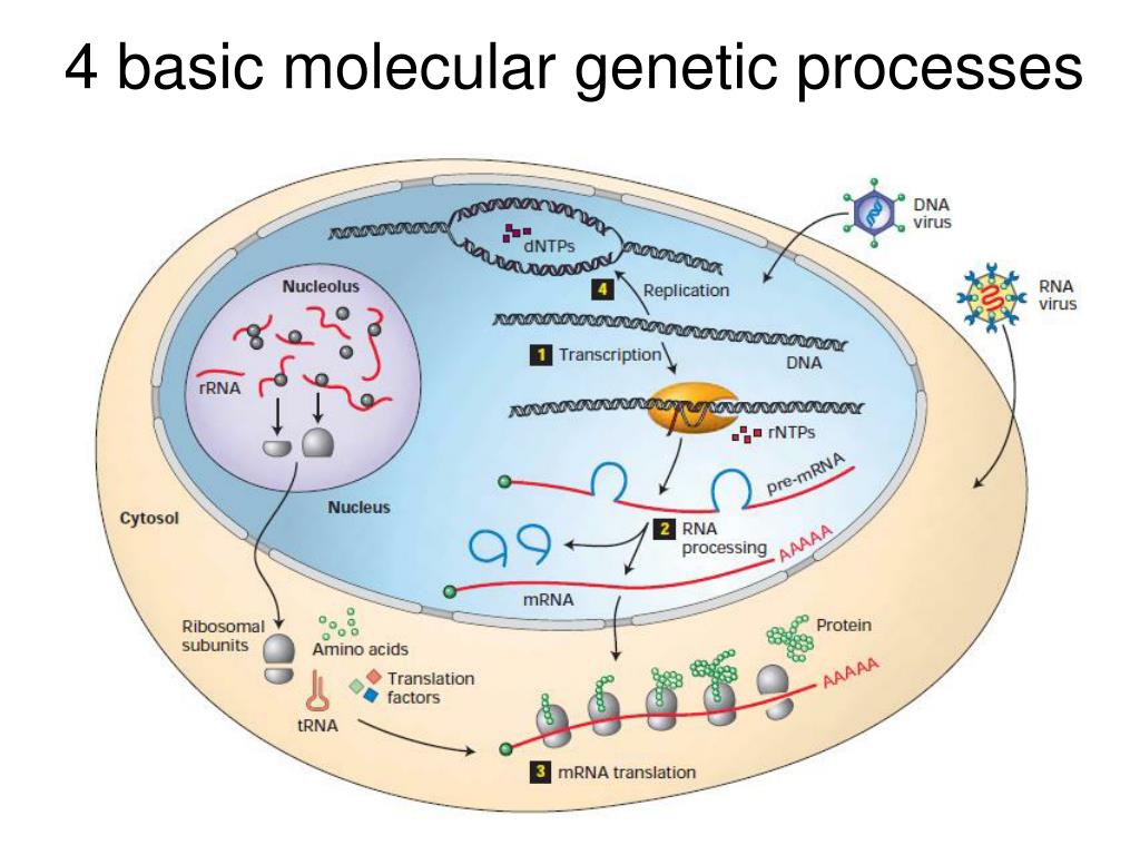PPT - AKTIVITAS GEN DAN PENGATURANNYA: SINTESIS PROTEIN PowerPoint ...