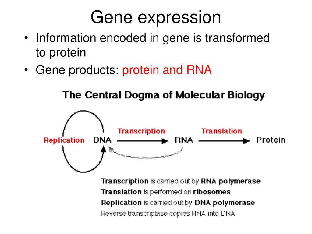PPT - AKTIVITAS GEN DAN PENGATURANNYA: SINTESIS PROTEIN PowerPoint ...