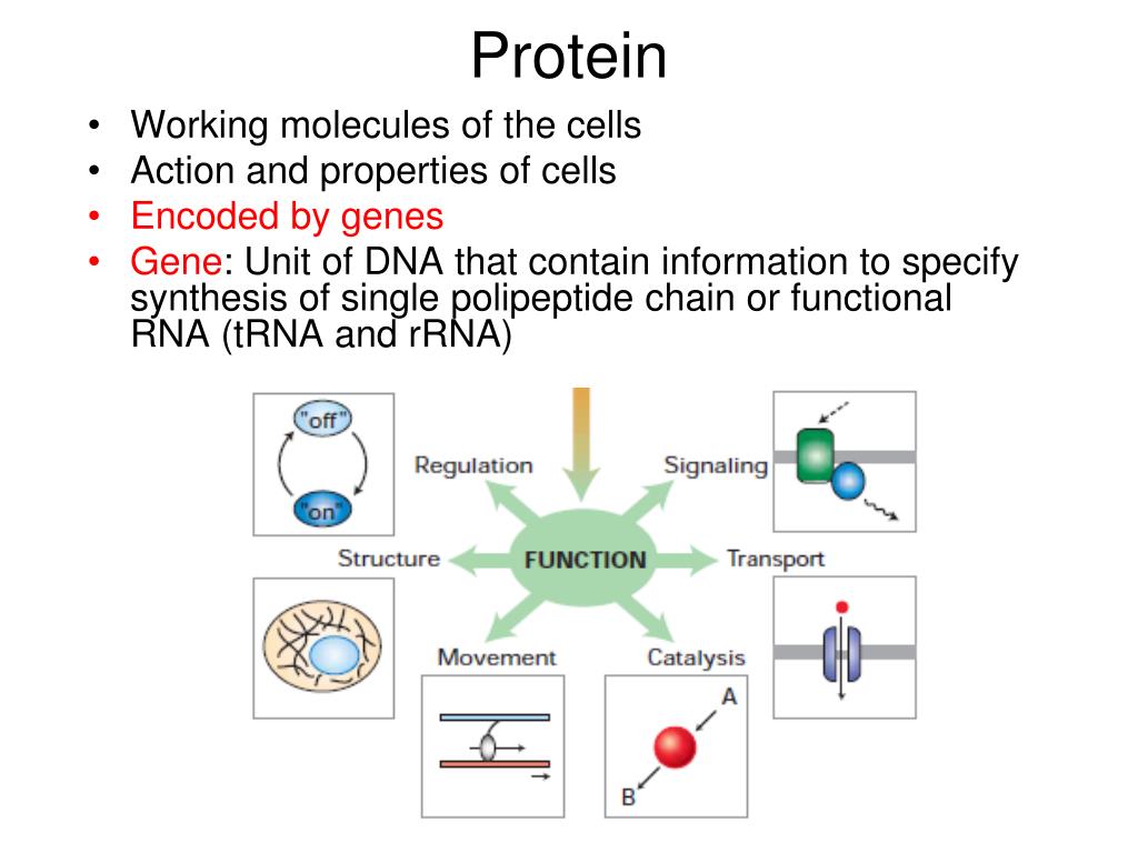 PPT - AKTIVITAS GEN DAN PENGATURANNYA: SINTESIS PROTEIN PowerPoint ...