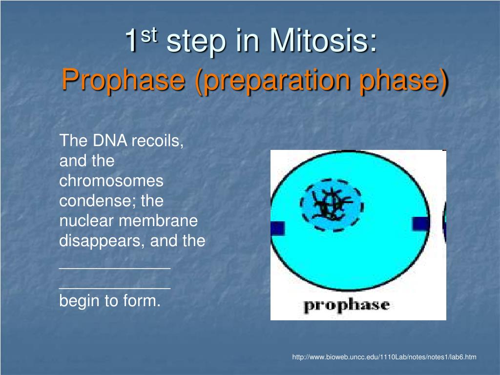 PPT - Mitosis & Meiosis PowerPoint Presentation, free download - ID:1935328