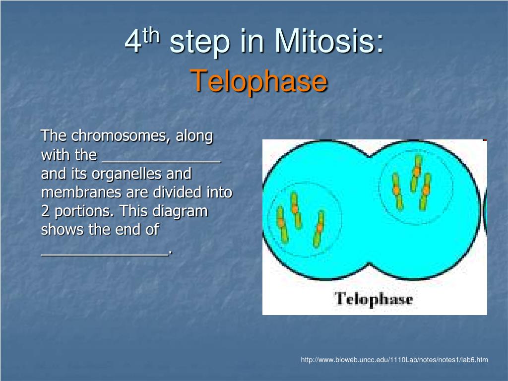 PPT - Mitosis & Meiosis PowerPoint Presentation, free download - ID:1935328