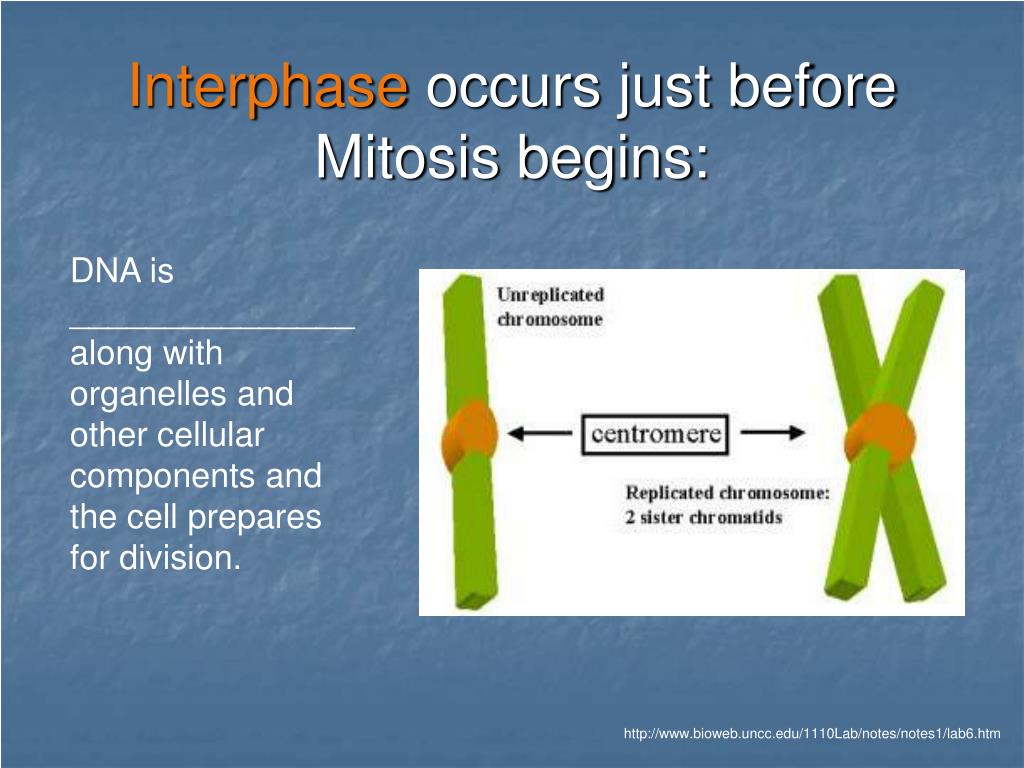 PPT - Mitosis & Meiosis PowerPoint Presentation, free download - ID:1935328