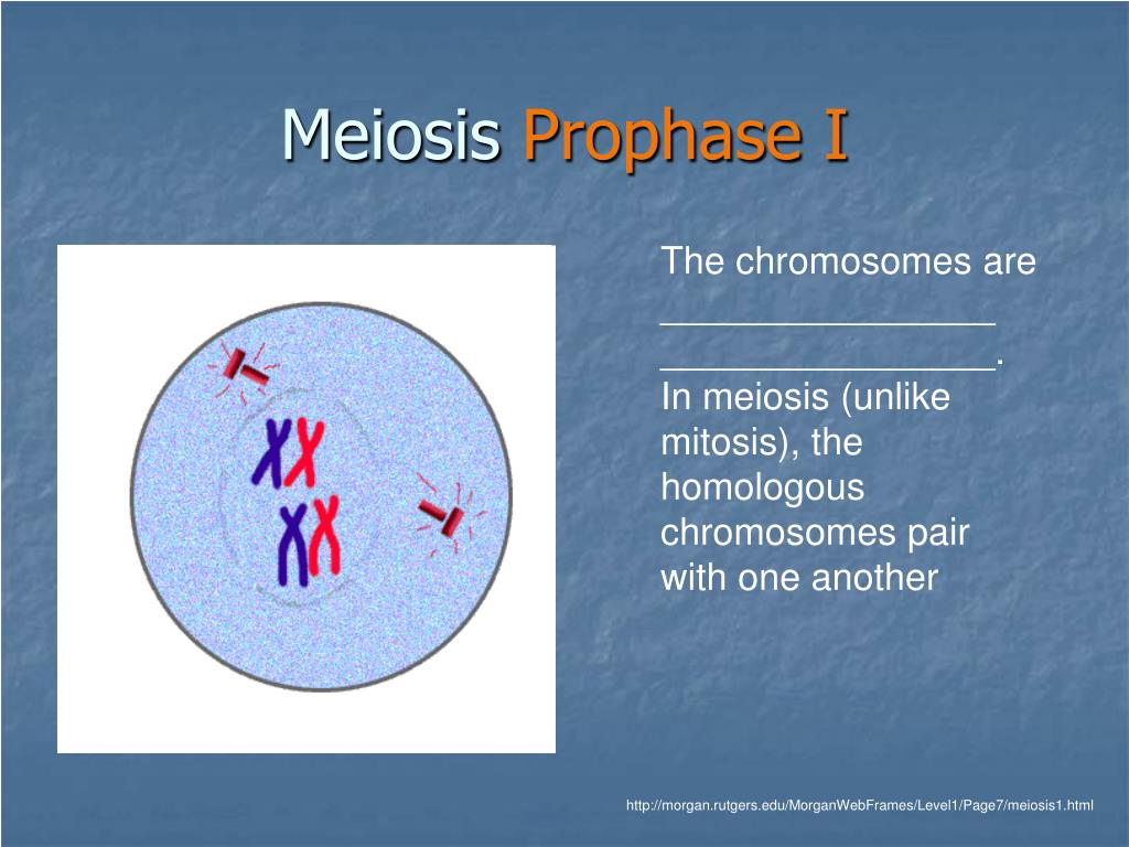 PPT - Mitosis & Meiosis PowerPoint Presentation, free download - ID:1935328
