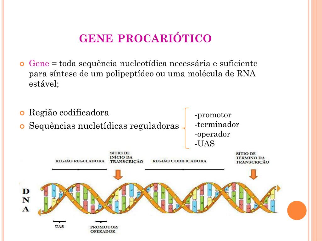 O Que é A Expressão Gênica - LIBRAIN