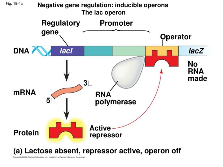 PPT - Gene Regulation PowerPoint Presentation - ID:1935438 PPT - Gene Regulation PowerPoint Presentation - ID:1935438
