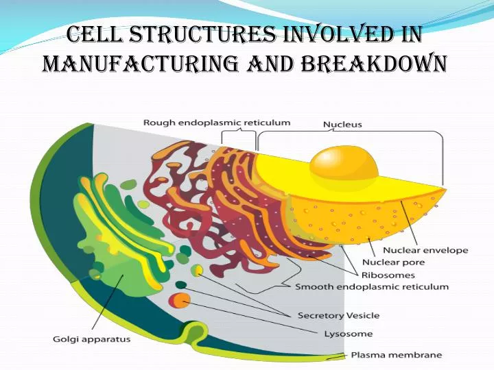PPT - CELL STRUCTURES INVOLVED IN MANUFACTURING AND BREAKDOWN ...