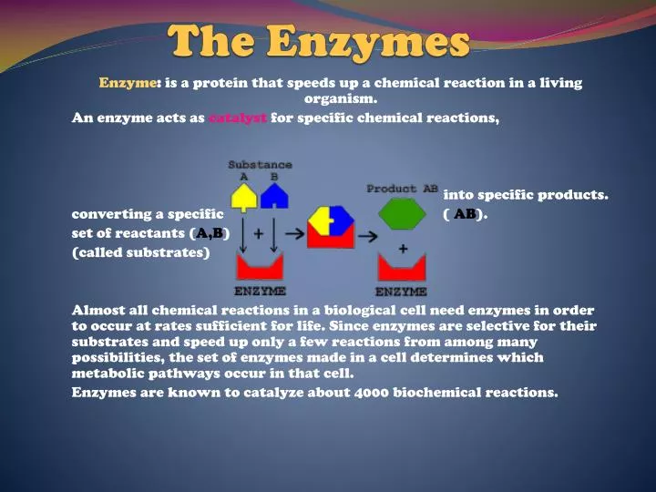 PPT - The Enzymes PowerPoint Presentation, free download - ID:1935971