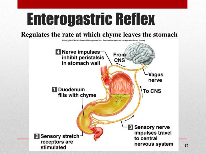 PPT - Chapter 17 – Part 2 PowerPoint Presentation - ID:1936003