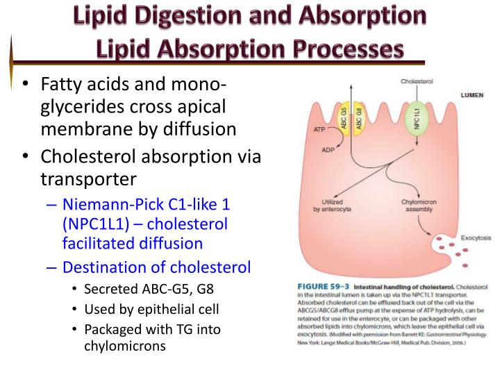 PPT - Digestion and Absorption Proteins and Lipids PowerPoint ...