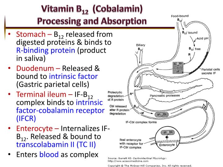 PPT - Digestion and Absorption Proteins and Lipids PowerPoint ...