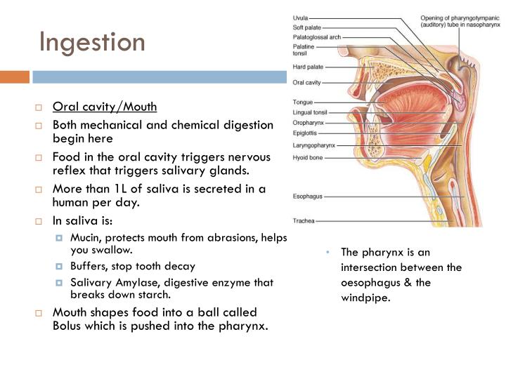PPT - Digestion PowerPoint Presentation - ID:1936113