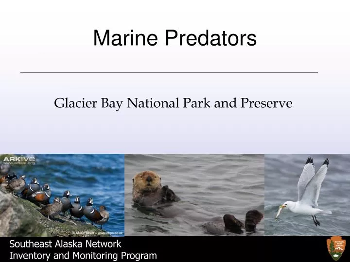 PPT - Marine Predators PowerPoint Presentation, free download - ID:1936213