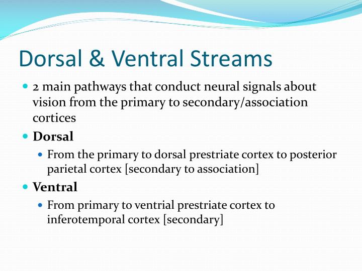 PPT - Ch 6: The Visual System pt 3 PowerPoint Presentation - ID:1936306