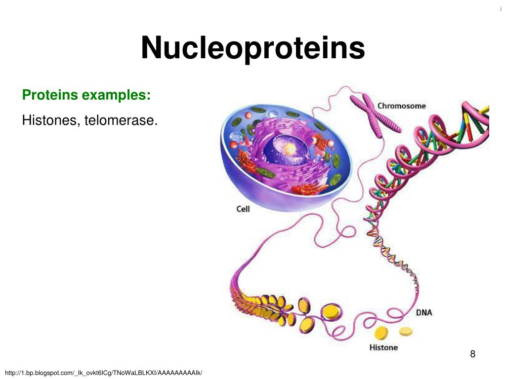 PPT - Structure & Classification of Proteins PowerPoint Presentation ... PPT - Structure & Classification of Proteins PowerPoint Presentation ...