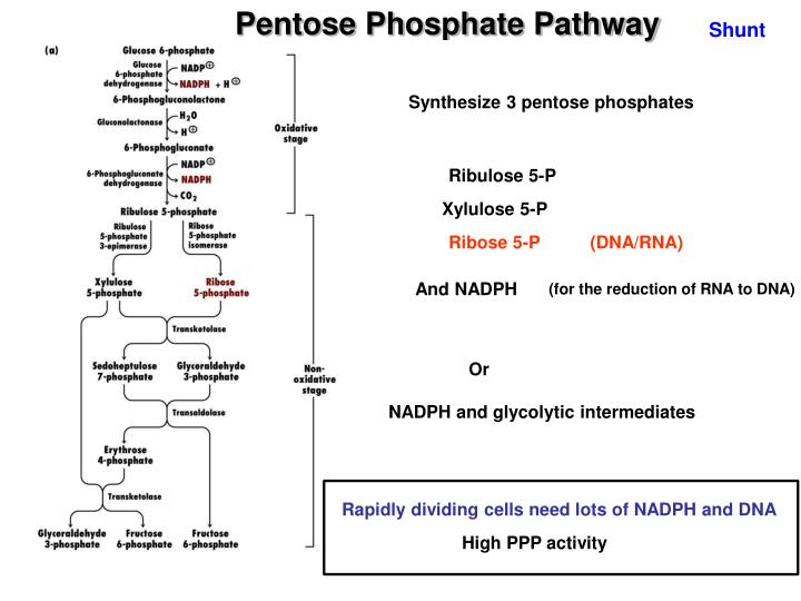 PPT - Pentose Phosphate Pathway (PPP) PowerPoint Presentation - ID:1936619