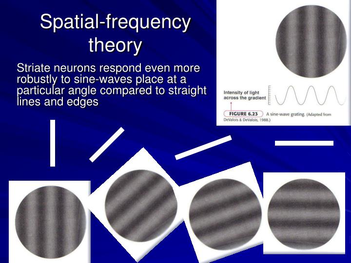 PPT - The visual system PowerPoint Presentation - ID:1936654
