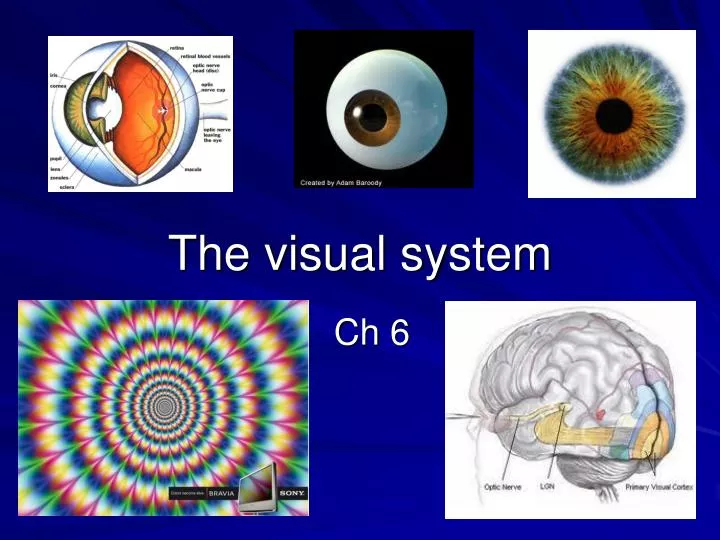 PPT - The visual system PowerPoint Presentation, free download - ID:1936654