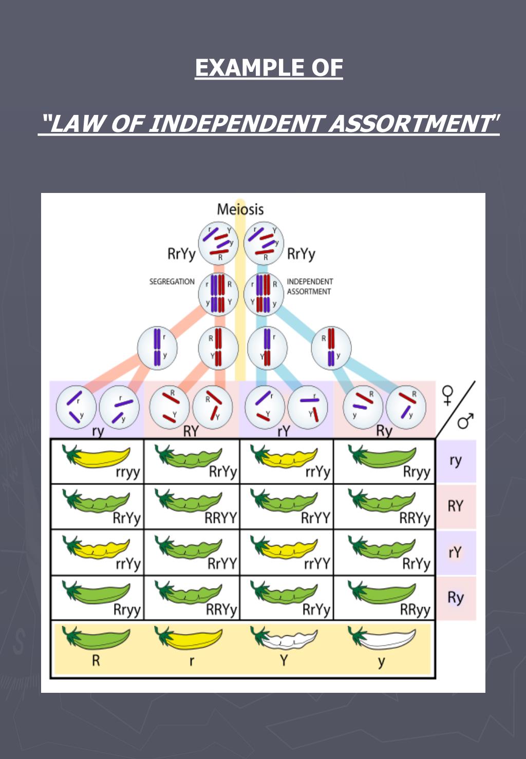 PPT - GENETICS AND INHERITANCE By Mrs. Ayesha Fareed ( Biology Teacher ...