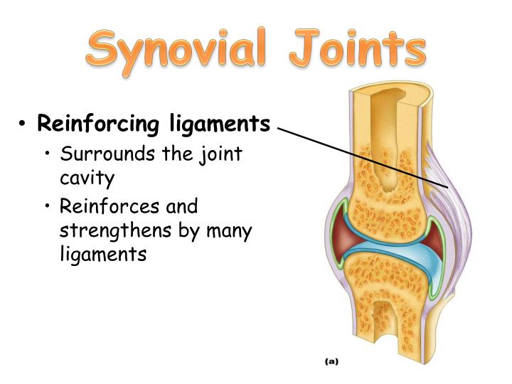 PPT - Synovial PowerPoint Presentation - ID:1937061