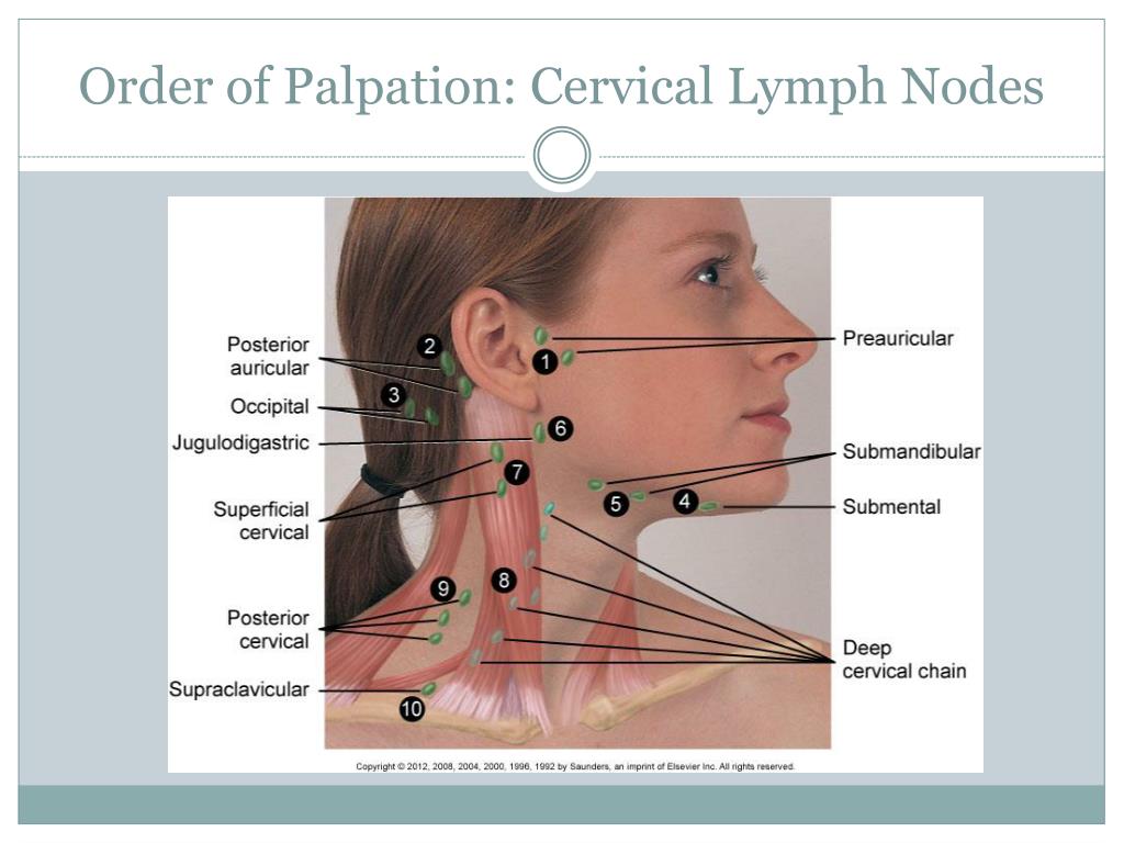 Ppt Lymphatic Assessment Powerpoint Presentation Free Download Id