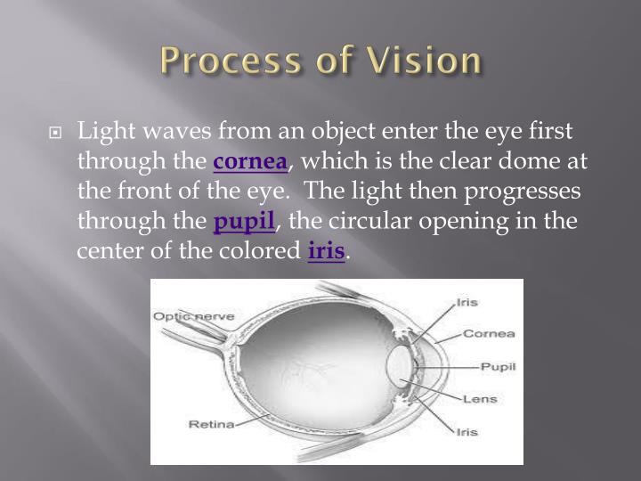 PPT - The Human Sensory System PowerPoint Presentation - ID:1937106