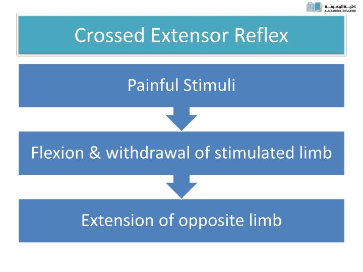 PPT - Spinal Cord Reflexes PowerPoint Presentation - ID:1937123