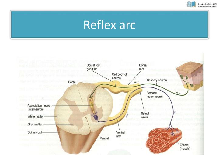 PPT - Spinal Cord Reflexes PowerPoint Presentation - ID:1937123