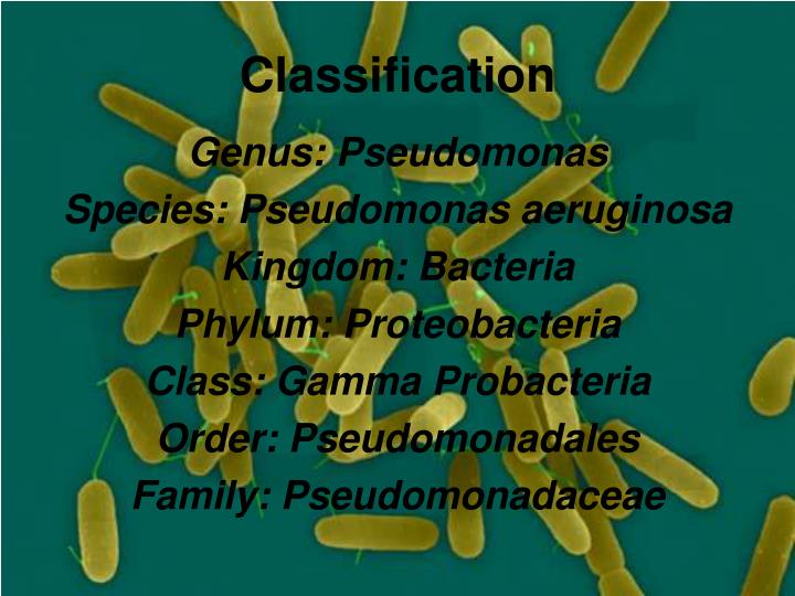PPT - Pseudomonas aeruginosa PowerPoint Presentation - ID:1937324