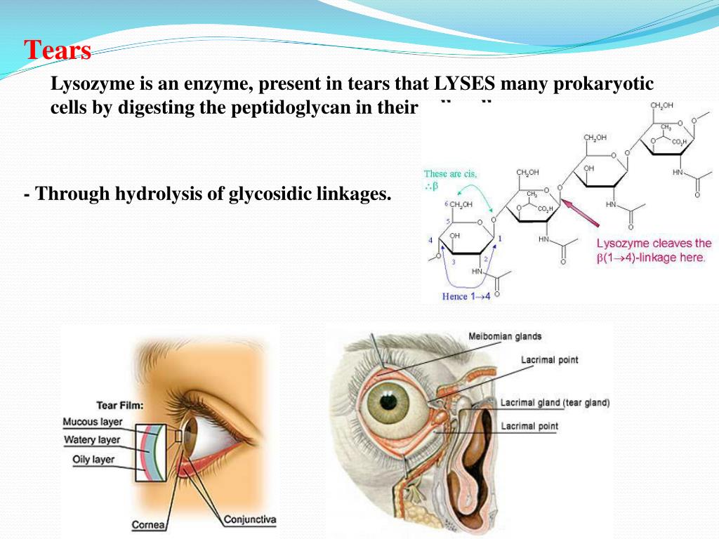 PPT - Pharmacology and development of Antibiotics (Penicillin) and ...
