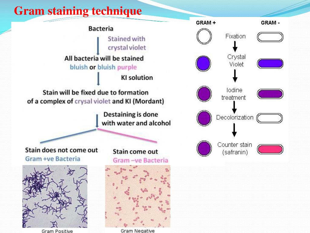 PPT - Pharmacology and development of Antibiotics (Penicillin) and ...