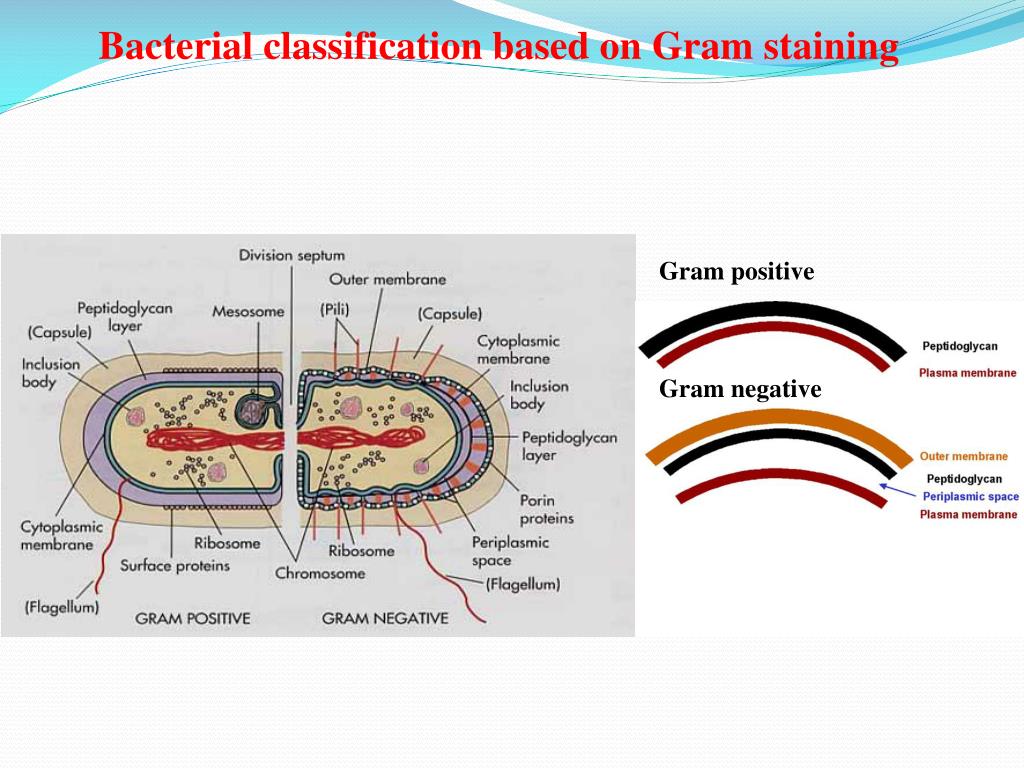 PPT - Pharmacology and development of Antibiotics (Penicillin) and ...