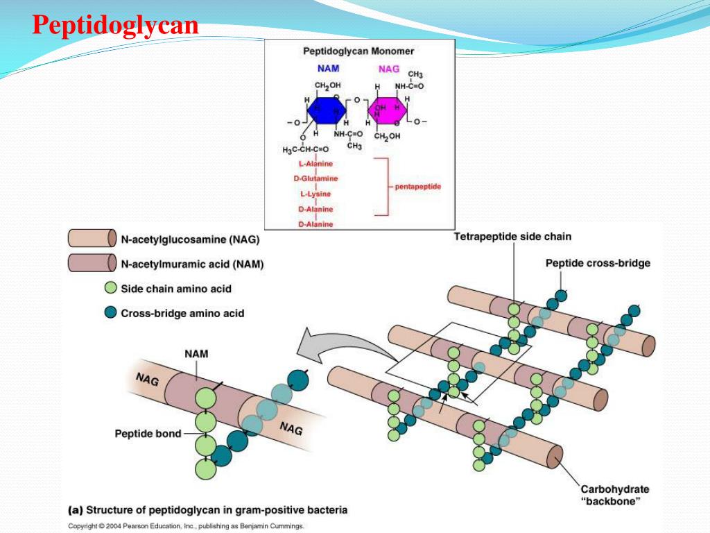 PPT - Pharmacology and development of Antibiotics (Penicillin) and ...