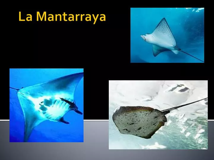 PPT - La Mantarraya PowerPoint Presentation, free download - ID:1937493