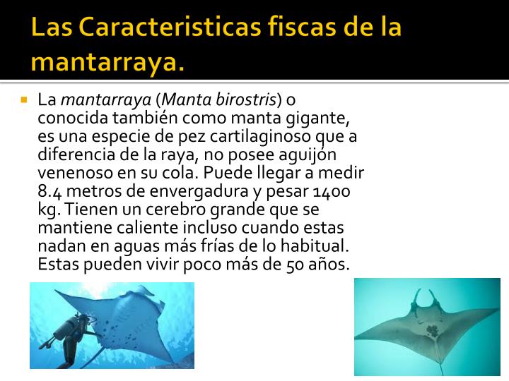 PPT - La Mantarraya PowerPoint Presentation - ID:1937493