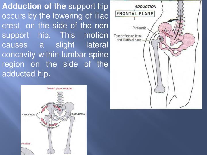 PPT - Pathomechanics of Hip Joint (part II) PowerPoint Presentation ...
