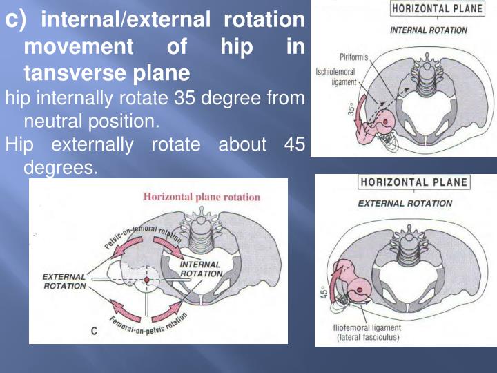 PPT - Pathomechanics of Hip Joint (part II) PowerPoint Presentation ...