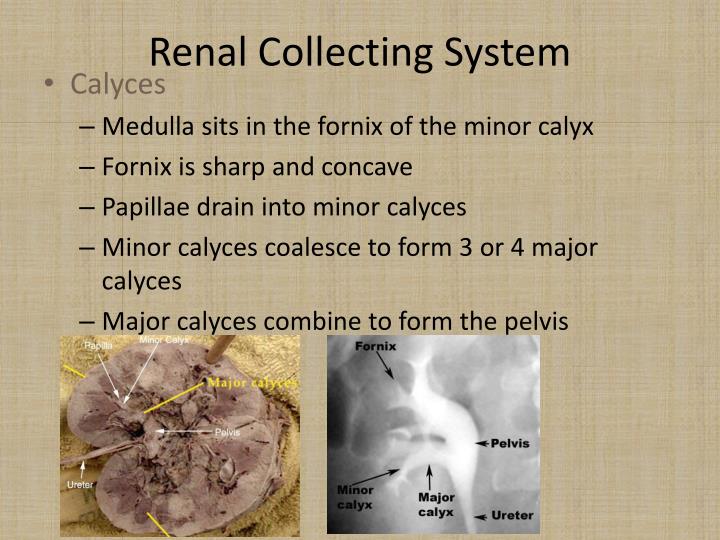 PPT - URINARY TRACT RADIOLOGICAL ANATOMY & IMAGING MODELITIES ...