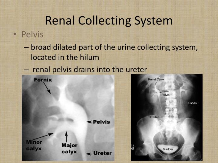 PPT - URINARY TRACT RADIOLOGICAL ANATOMY & IMAGING MODELITIES ...