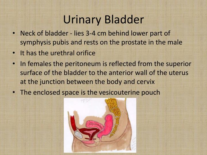 PPT - URINARY TRACT RADIOLOGICAL ANATOMY & IMAGING MODELITIES ...
