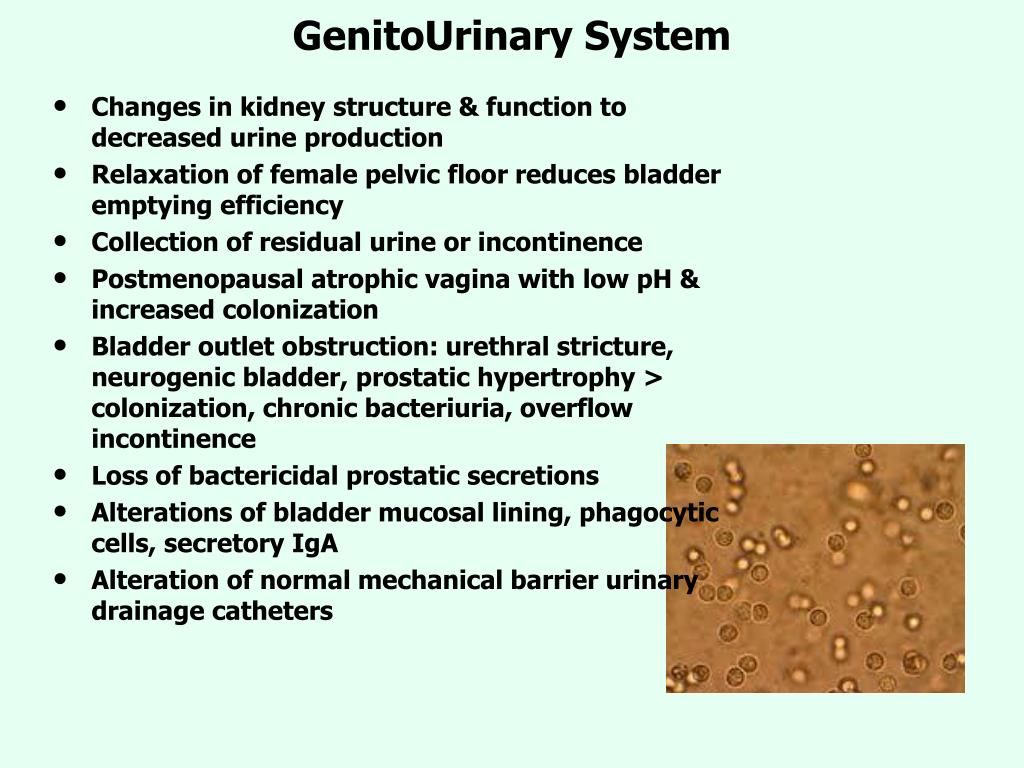 PPT - Elderly Patient: Risk Factors for Infections PowerPoint ...