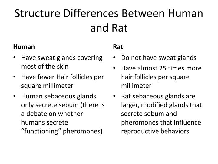 PPT - The Integumentary System PowerPoint Presentation - ID:1938151