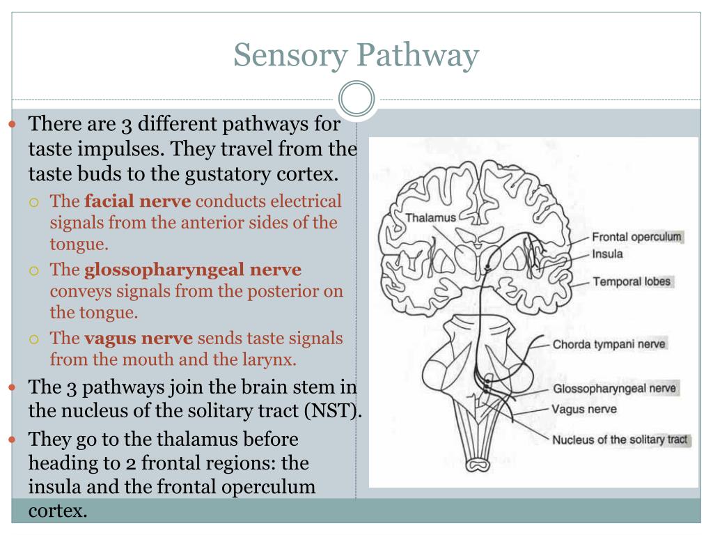 PPT - Special Senses: Taste PowerPoint Presentation, free download - ID ...